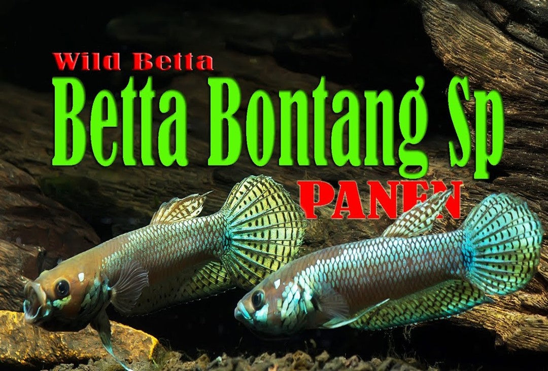 Ocellata Sp.Bontang – Wild Exotic Bettas