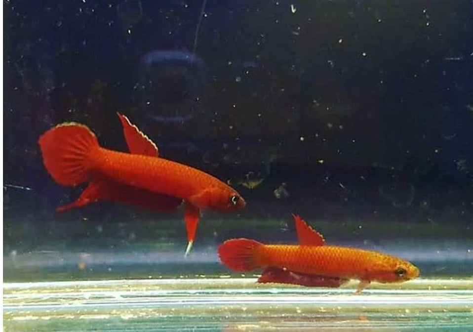 Bubble Nester – Wild Exotic Bettas