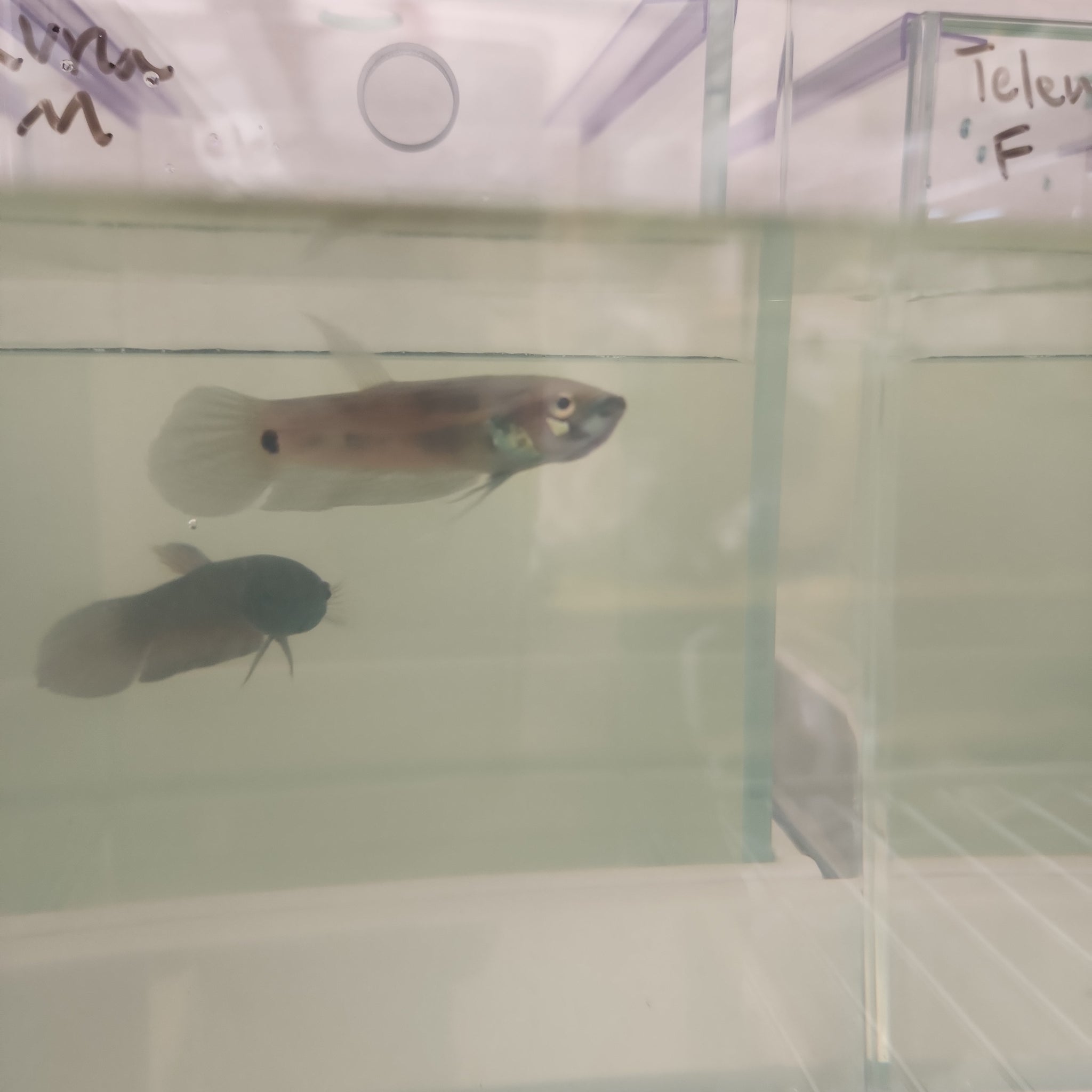 Palifina Sp. Telen – Wild Exotic Bettas