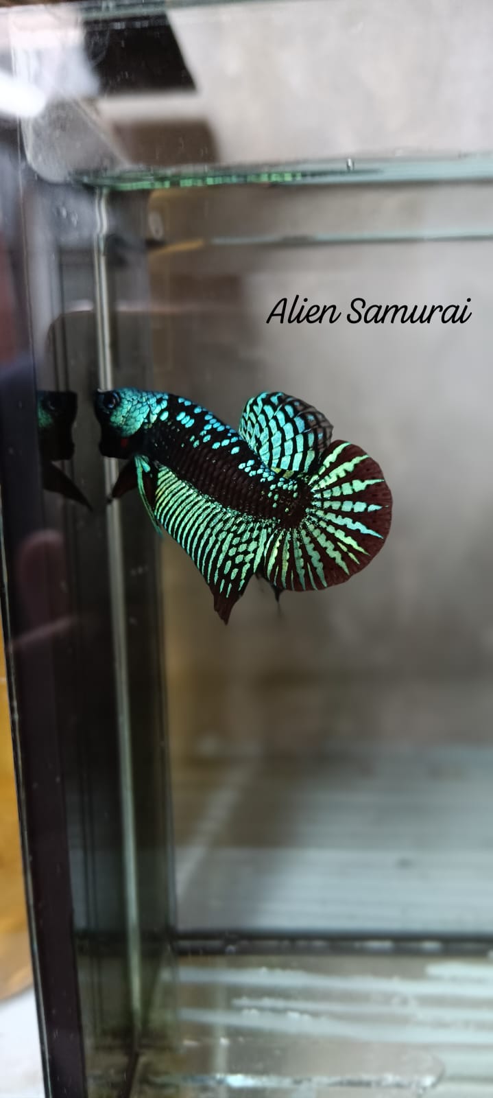 Betta Alien – Wild Exotic Bettas