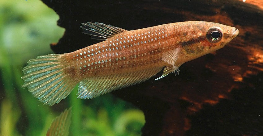 Apollon – Wild Exotic Bettas