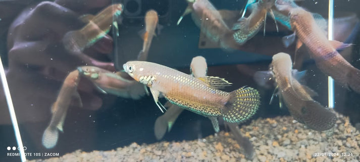 Unimac Mini Mahakam – Wild Exotic Bettas