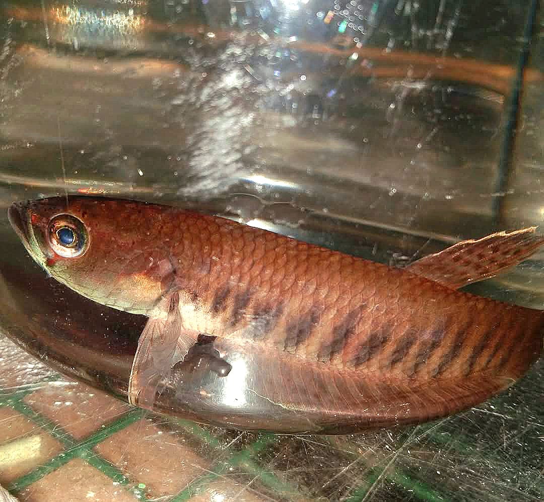Patoti Pusherut – Wild Exotic Bettas