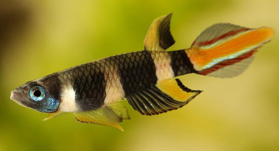 Killi Rocket Fish – Wild Exotic Bettas