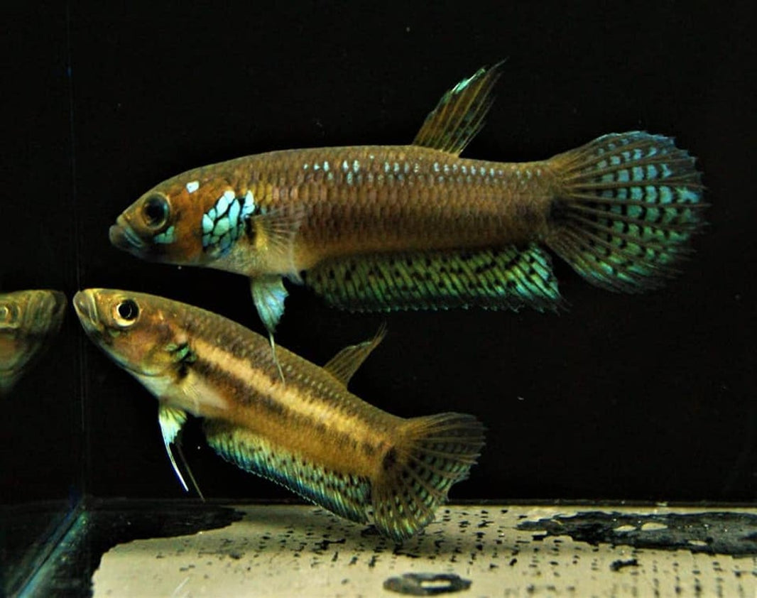 Mouth Brooder – Wild Exotic Bettas