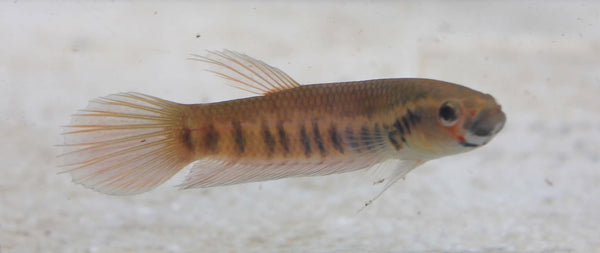 Patoti Sp. Badak – Wild Exotic Bettas