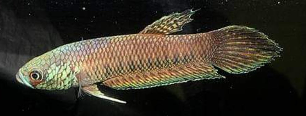 Patoti Sp. Marangkayu – Wild Exotic Bettas