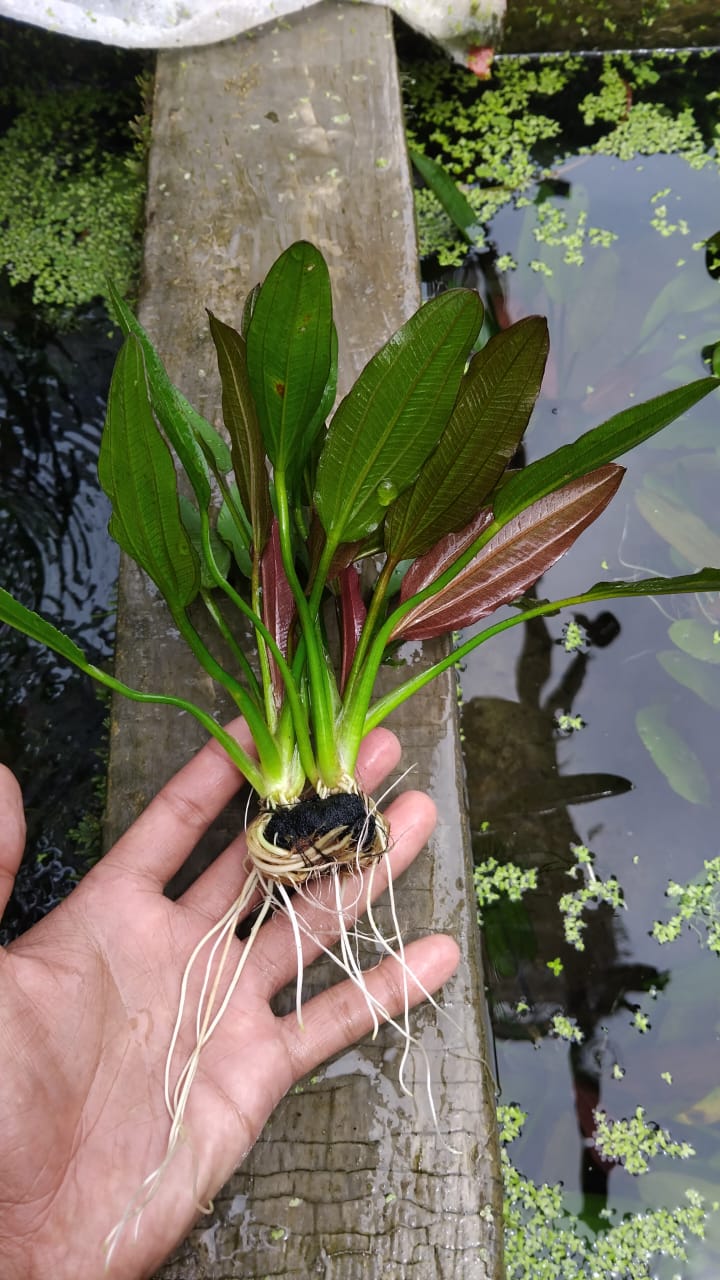Special Red Echinodorus – Wild Exotic Bettas