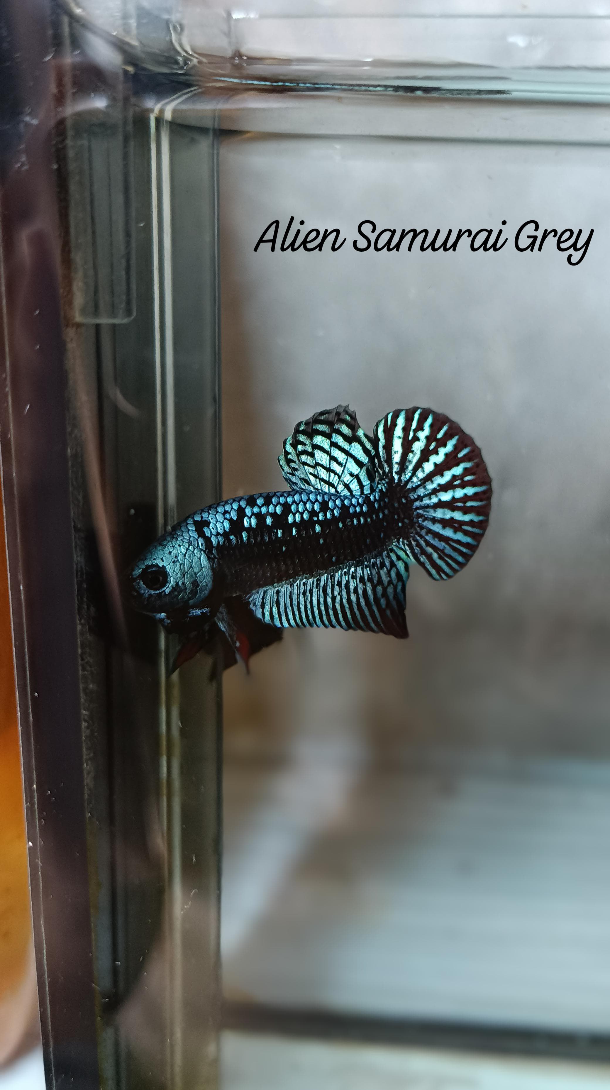 Alien Samurai Grey – Wild Exotic Bettas