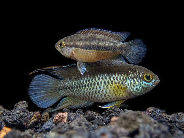Blue Badis (badis Badis) – Wild Exotic Bettas