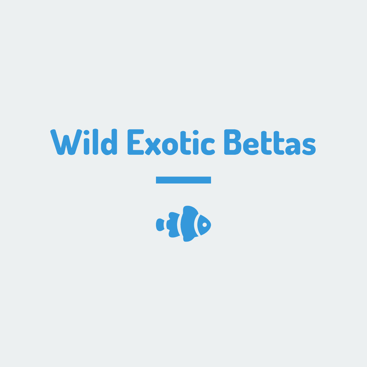 Wild Exotic Bettas