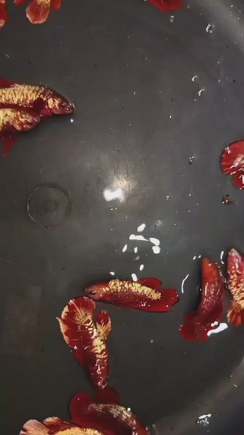 Betta RGG – Wild Exotic Bettas