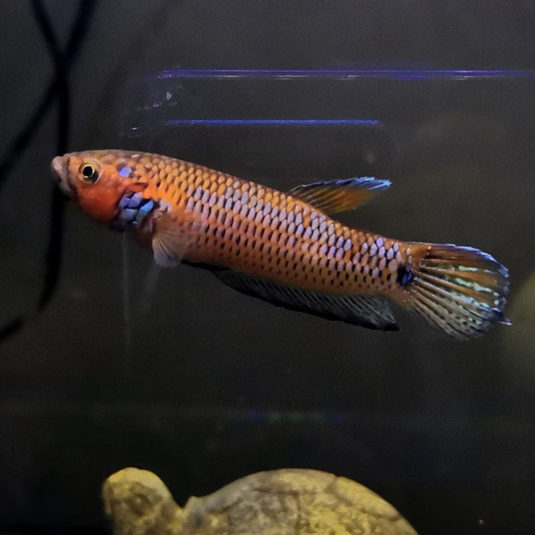 Sp. Candy – Wild Exotic Bettas