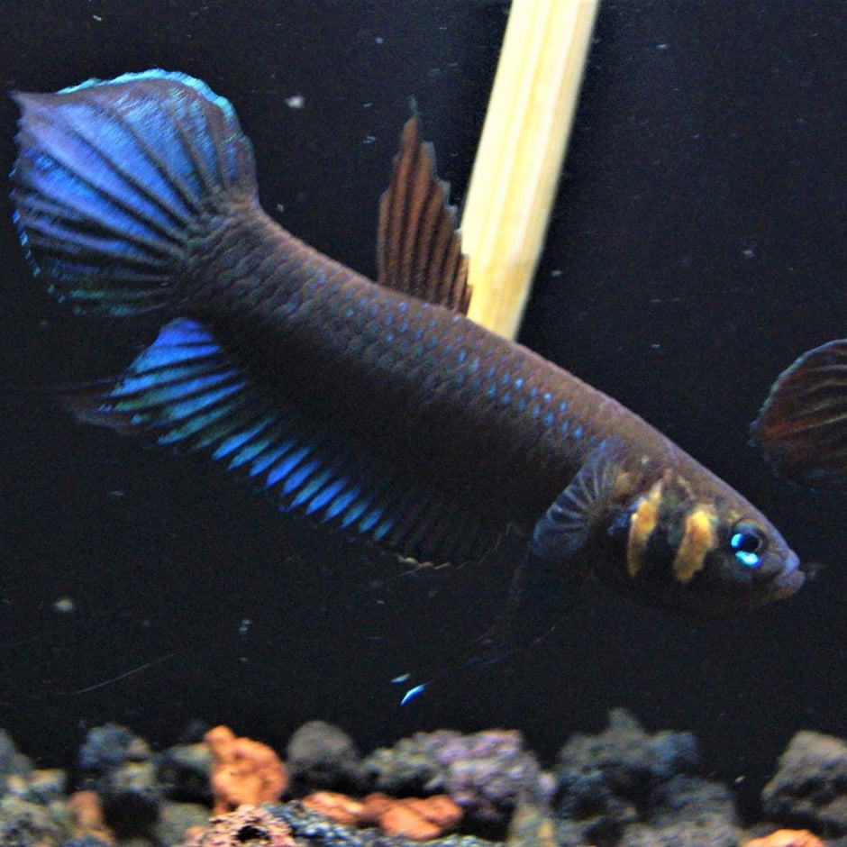 Mouth Brooder – Wild Exotic Bettas