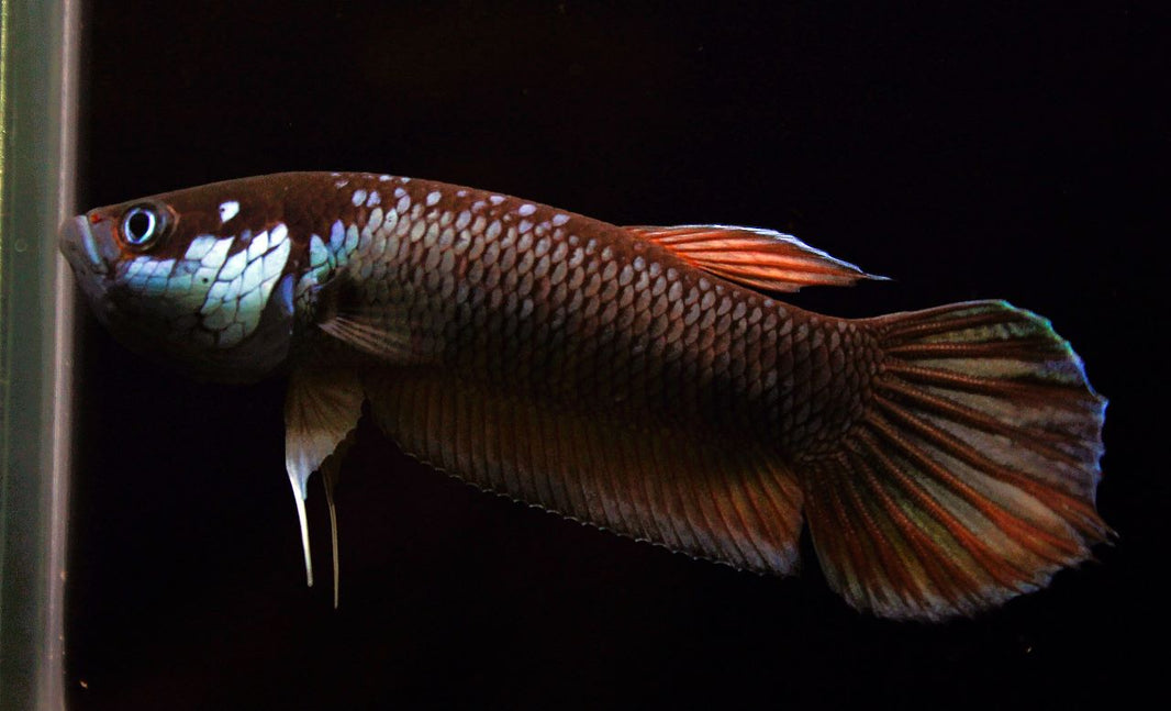 Mouth Brooder – Wild Exotic Bettas