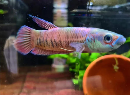 Patoti Luna – Wild Exotic Bettas